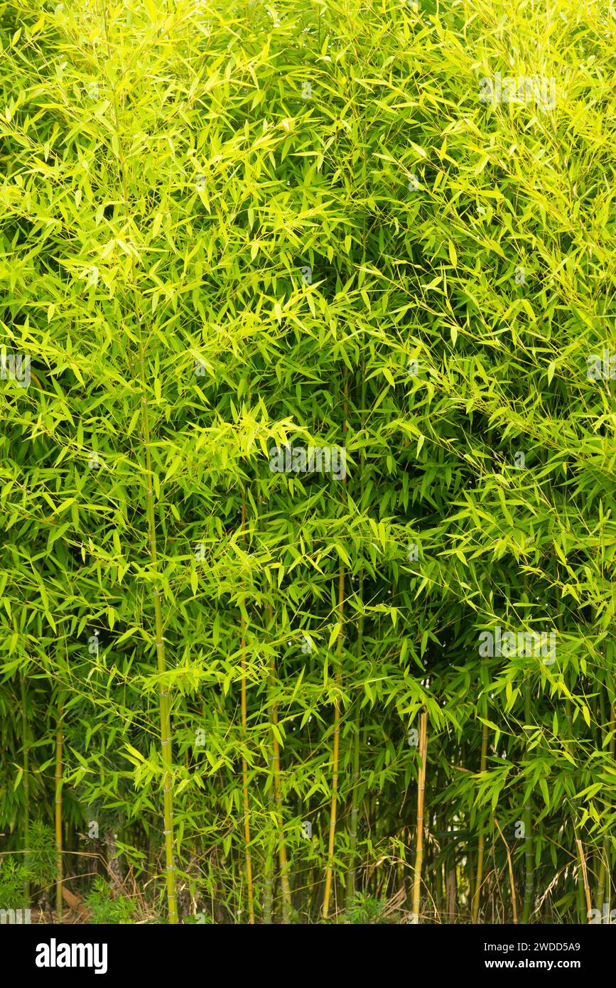thickets of bamboo, background of greenery Stock Photo - Alamy