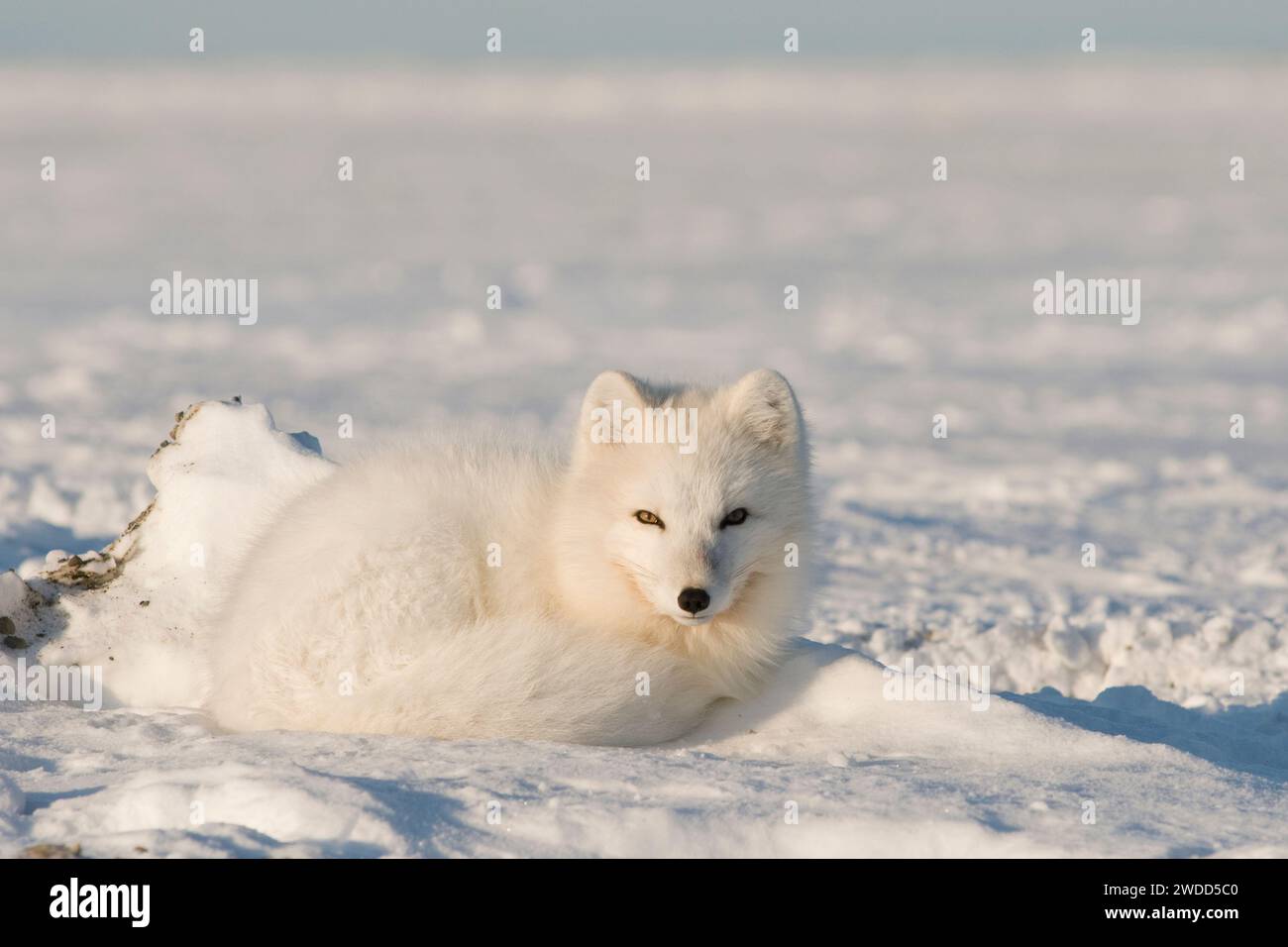arctic fox Alopex lagopus wakes up and rests in its winter coat on the ...