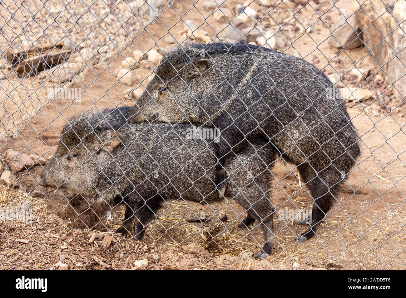 Javelina Pigs (peccary or skunk pig) animals mating in Captivity ...