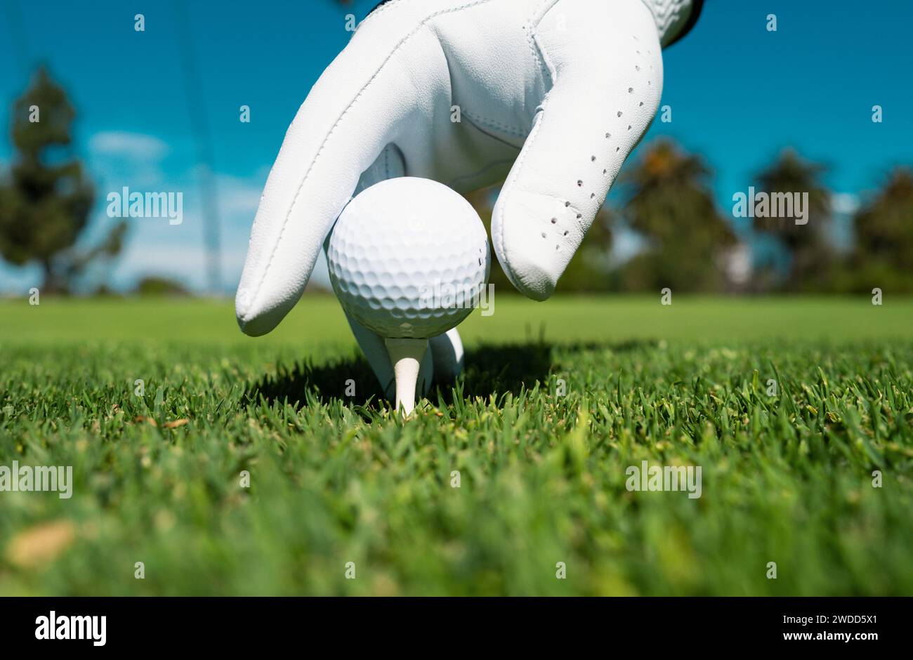 Hand putting golf ball on tee in golf course. Golf ball in grass. Golf ...