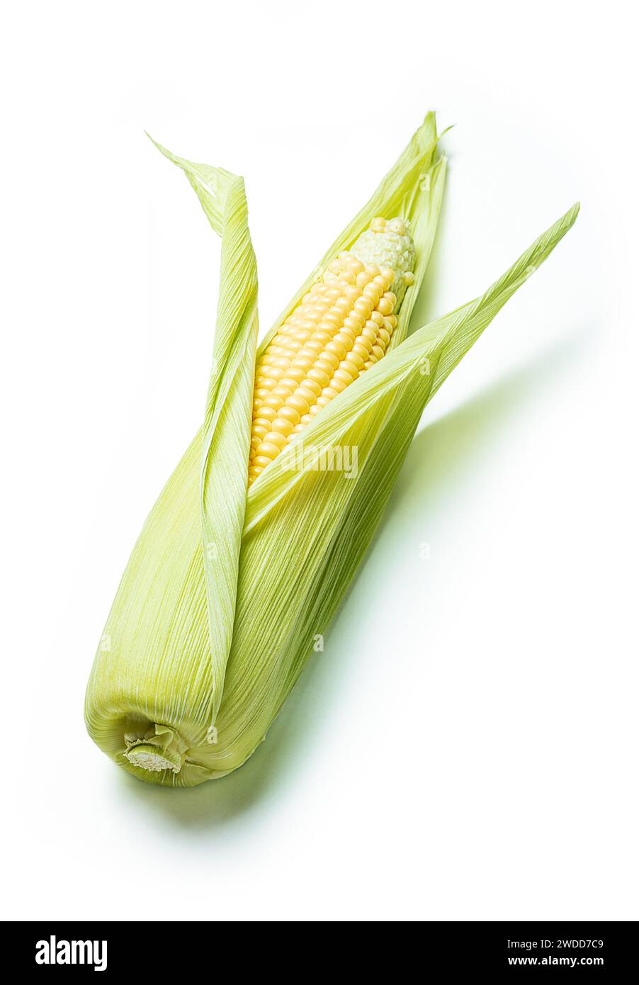 ripe sweetcorn isolated white background Stock Photo - Alamy