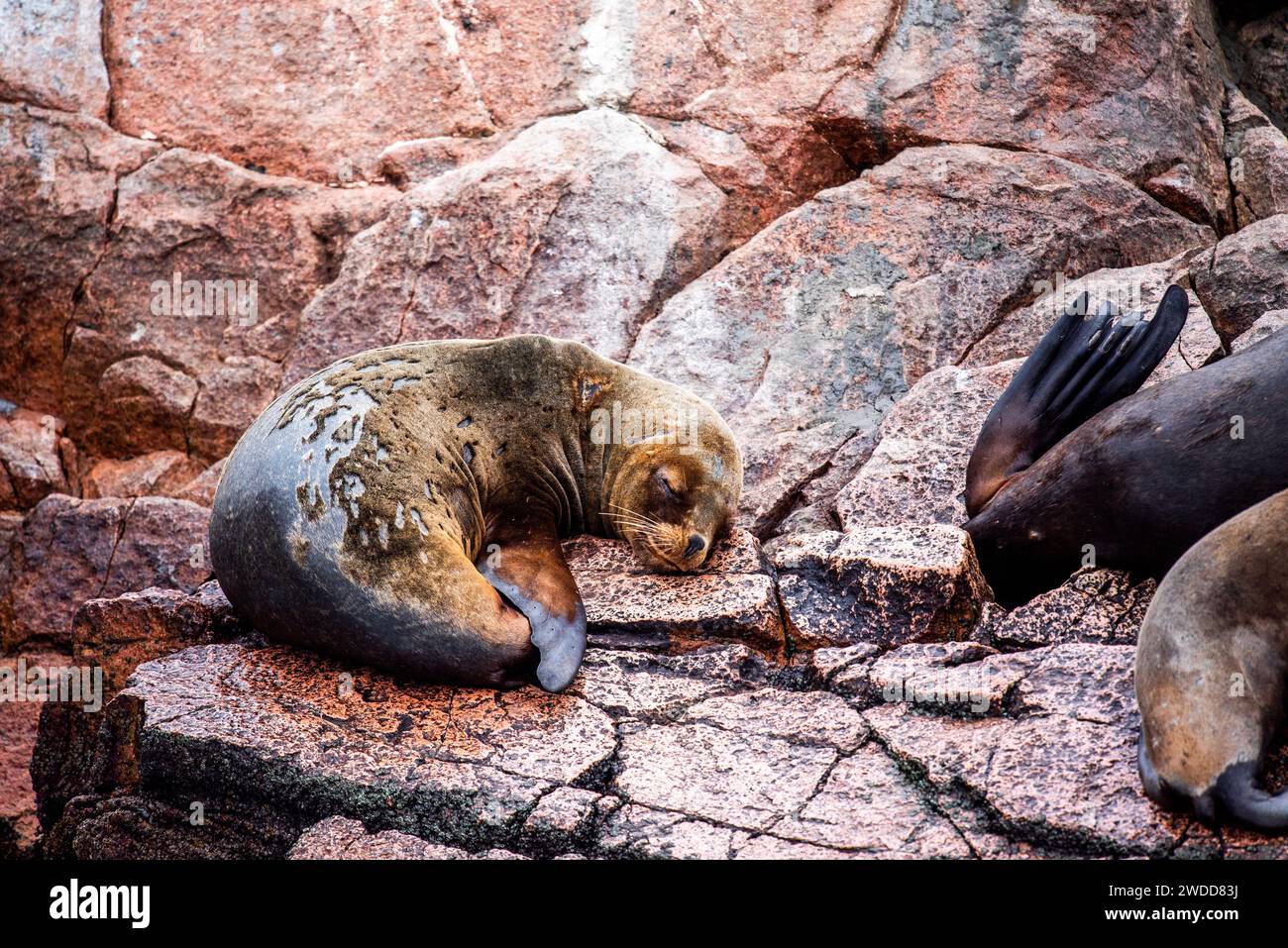 sea lions on the ocean reefs of the Ballestas Islands from Paracas in ...