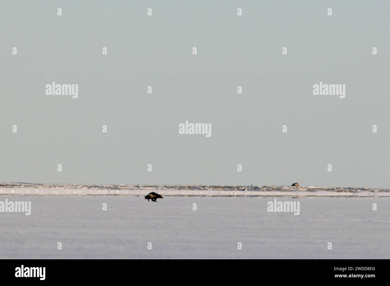Wolverine (Gulo gulo) chasing an Arctic fox (Vulpes / Alopex lagopus ...