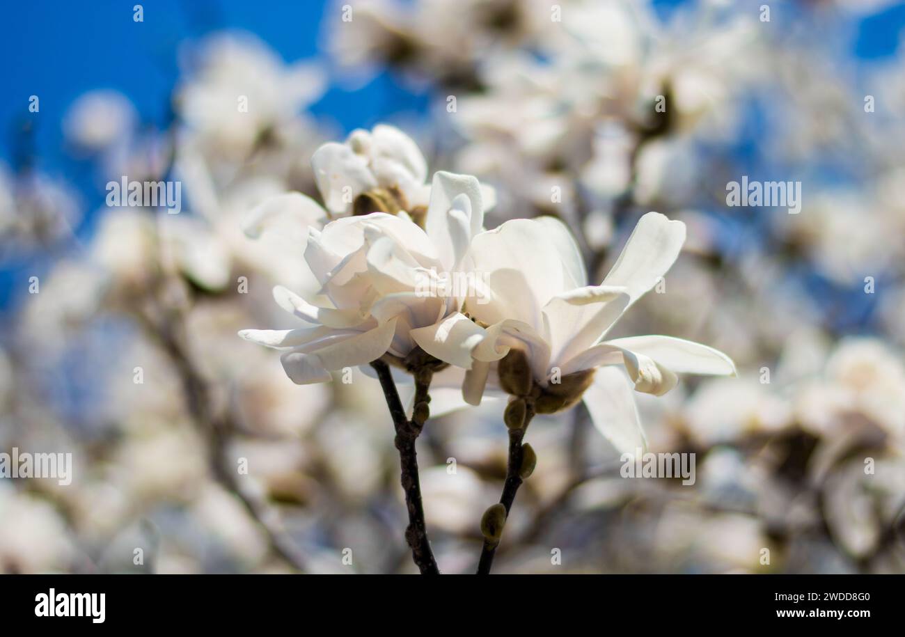 a beautiful flowering of the trees when spring arrives with sunshine ...