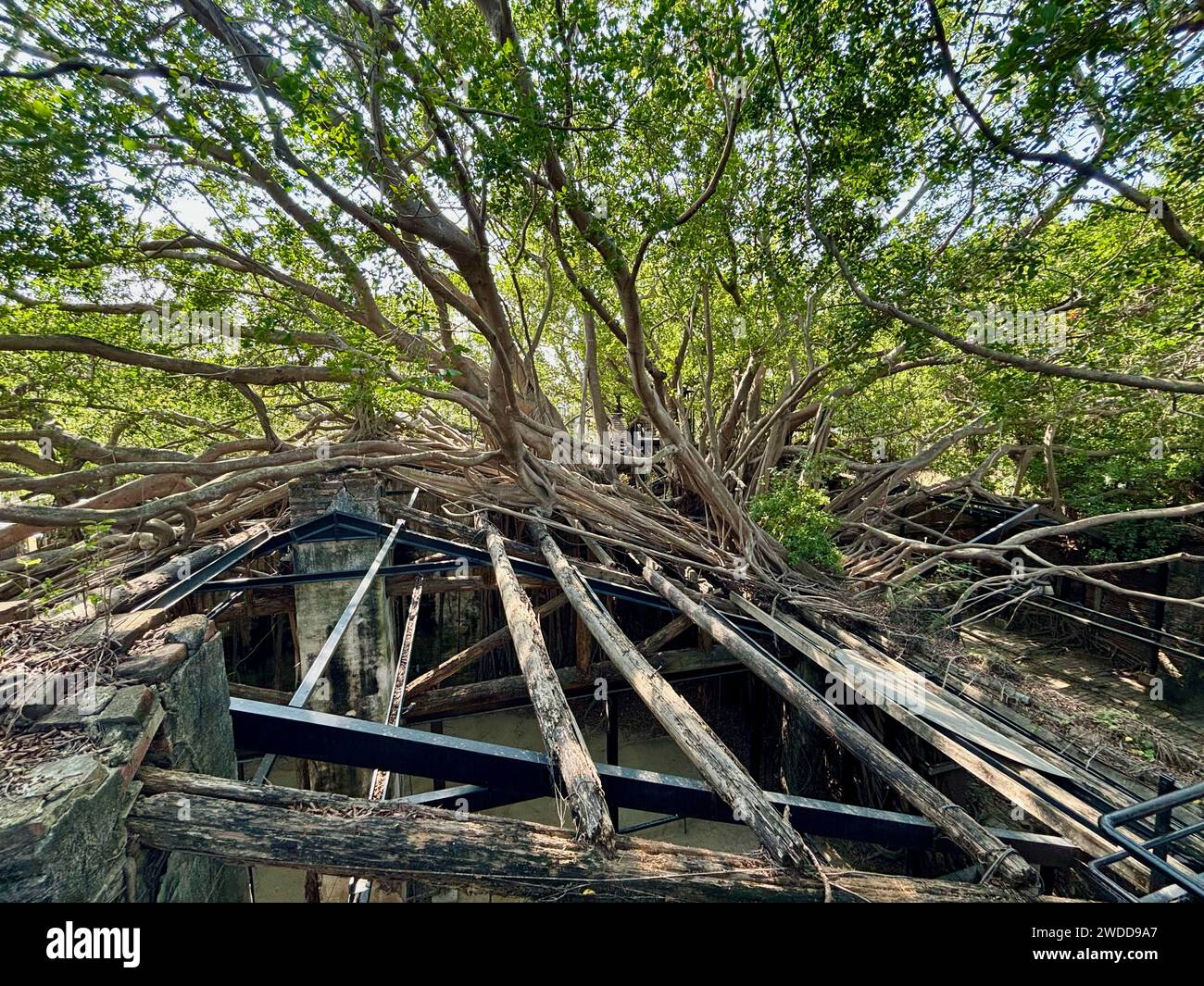 The famous landmark Anping Tree House in Tainan, Taiwan Stock Photo - Alamy