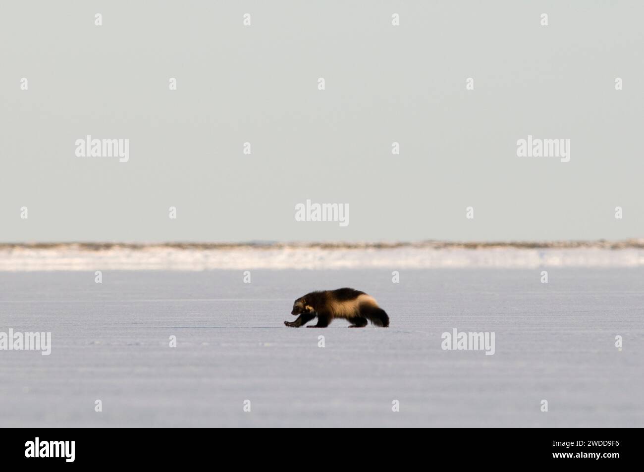 Wolverine (Gulo gulo) chasing an Arctic fox (Vulpes / Alopex lagopus ...