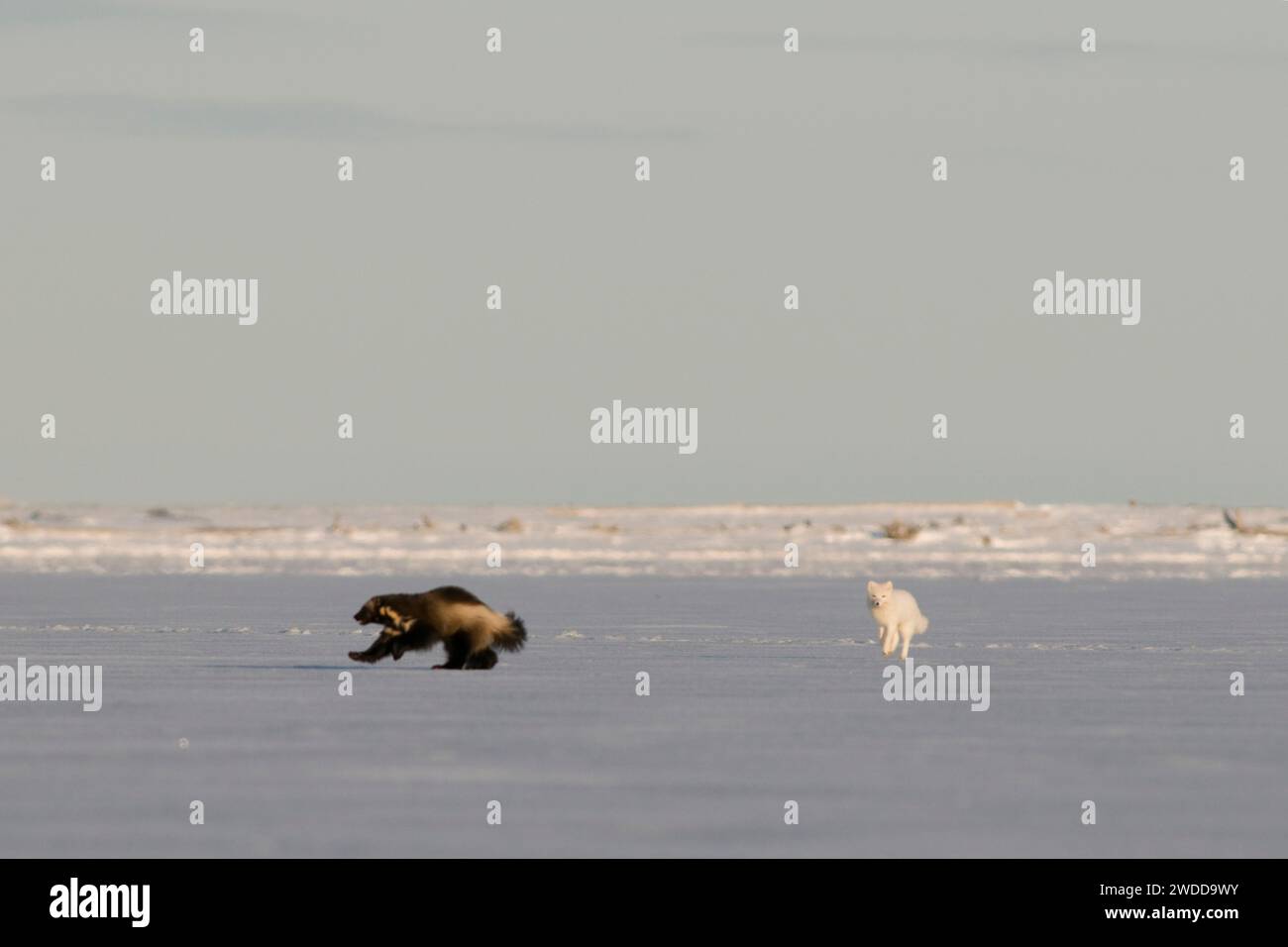 Wolverine (Gulo gulo) chasing an Arctic fox (Vulpes / Alopex lagopus ...