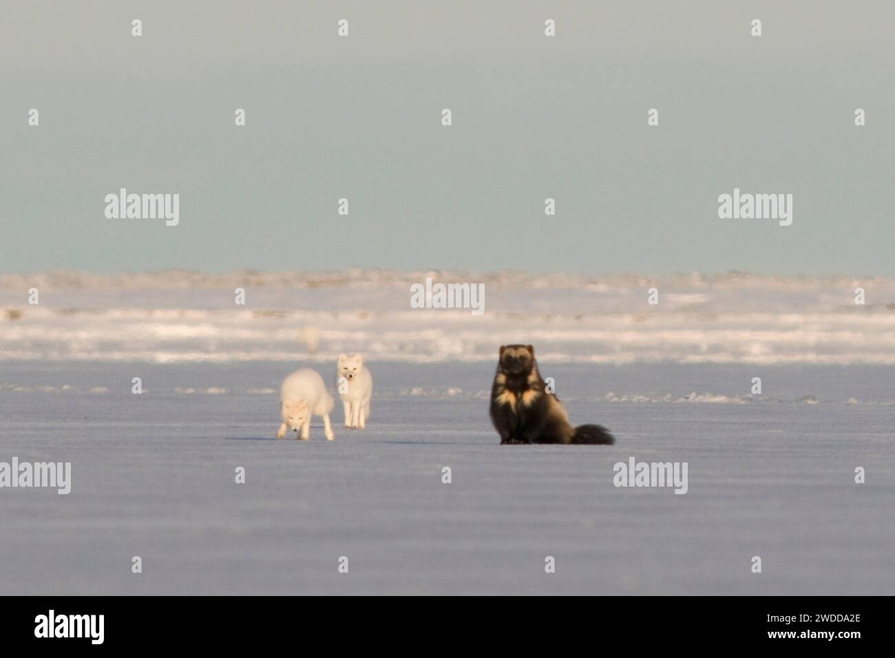 Wolverine (Gulo gulo) chasing an Arctic fox (Vulpes / Alopex lagopus ...