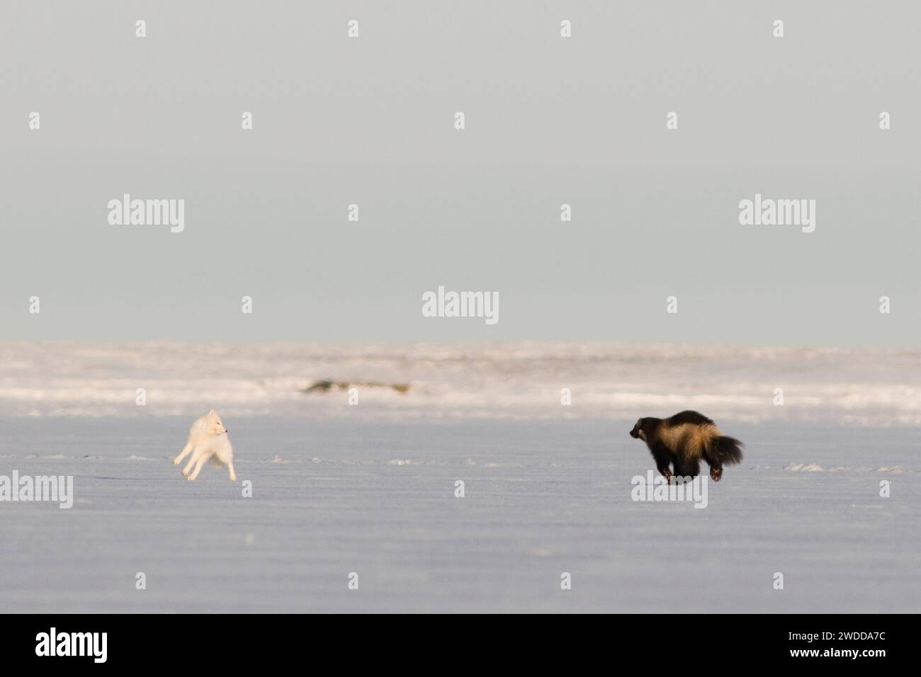 Wolverine (Gulo gulo) chasing an Arctic fox (Vulpes / Alopex lagopus ...