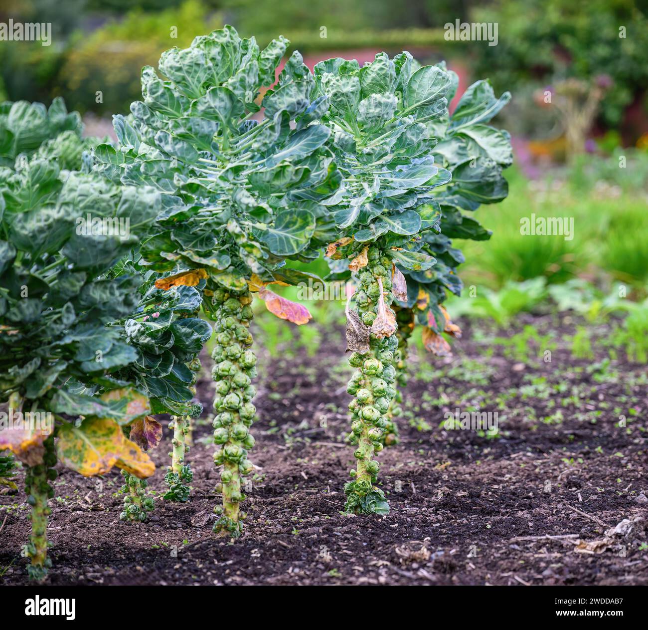 Brussels sprouts grow in the field, ready for harvest Stock Photo - Alamy