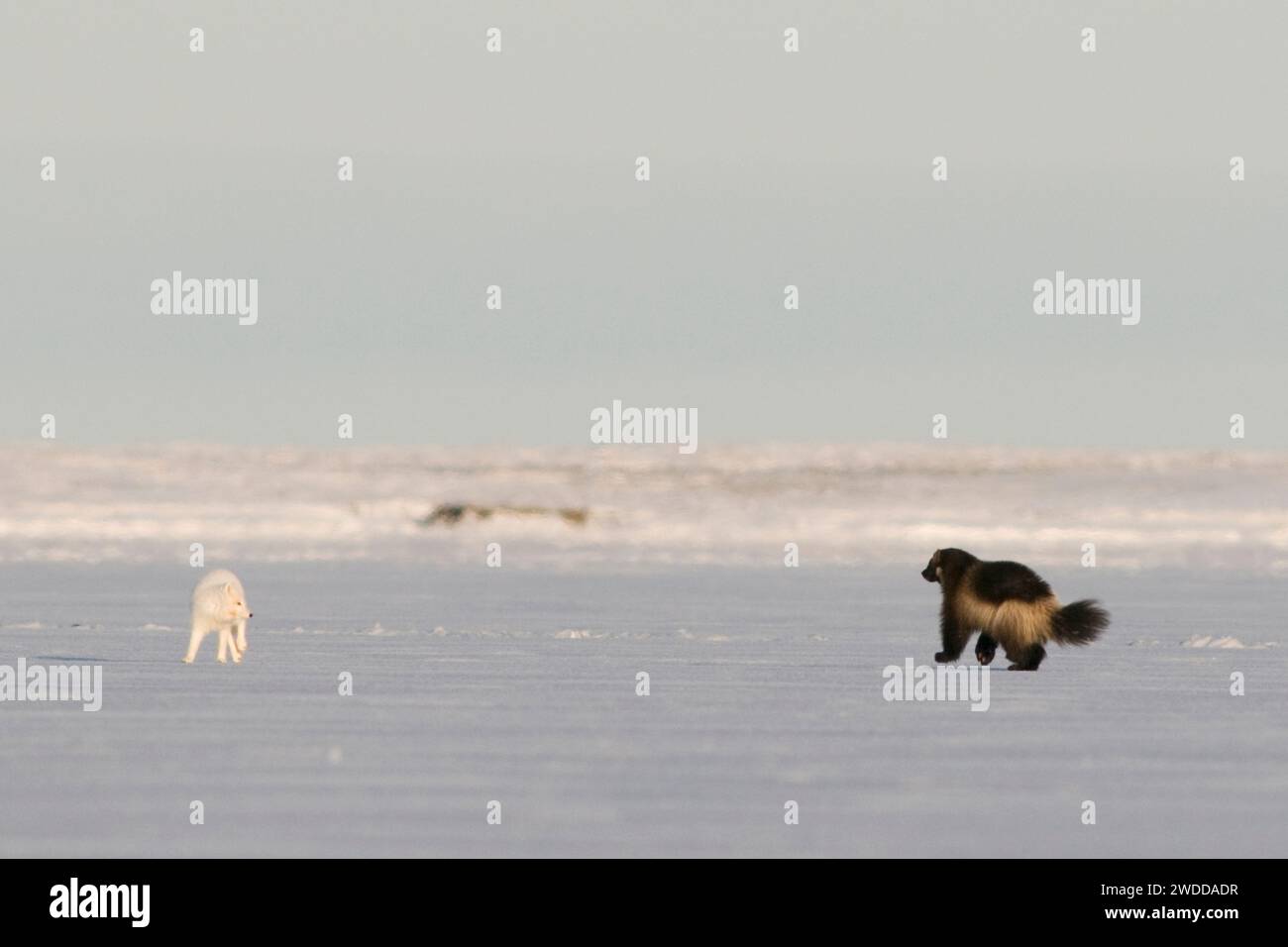 Wolverine (Gulo gulo) chasing an Arctic fox (Vulpes / Alopex lagopus ...