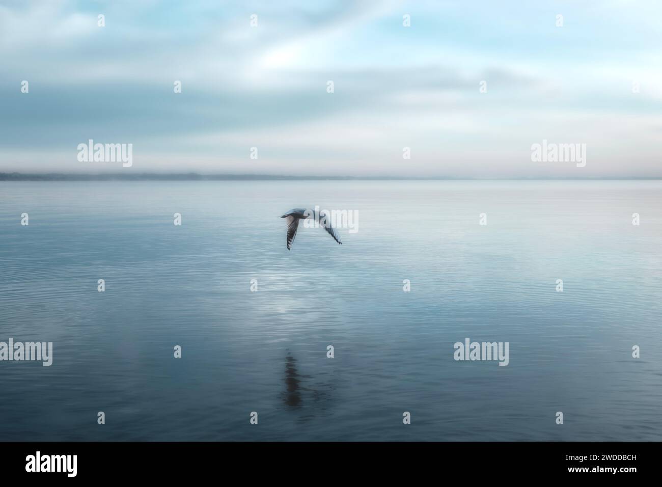 Flying bird shadow hi-res stock photography and images - Alamy