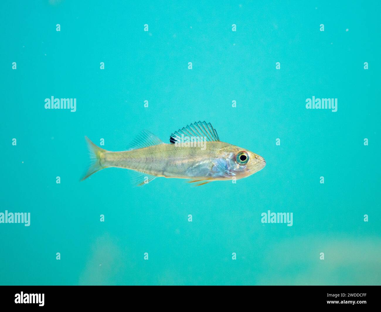 Perch fins hi-res stock photography and images - Alamy
