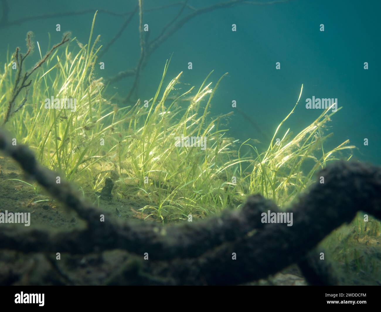 Bur-reed aquatic plants in lake Stock Photo - Alamy