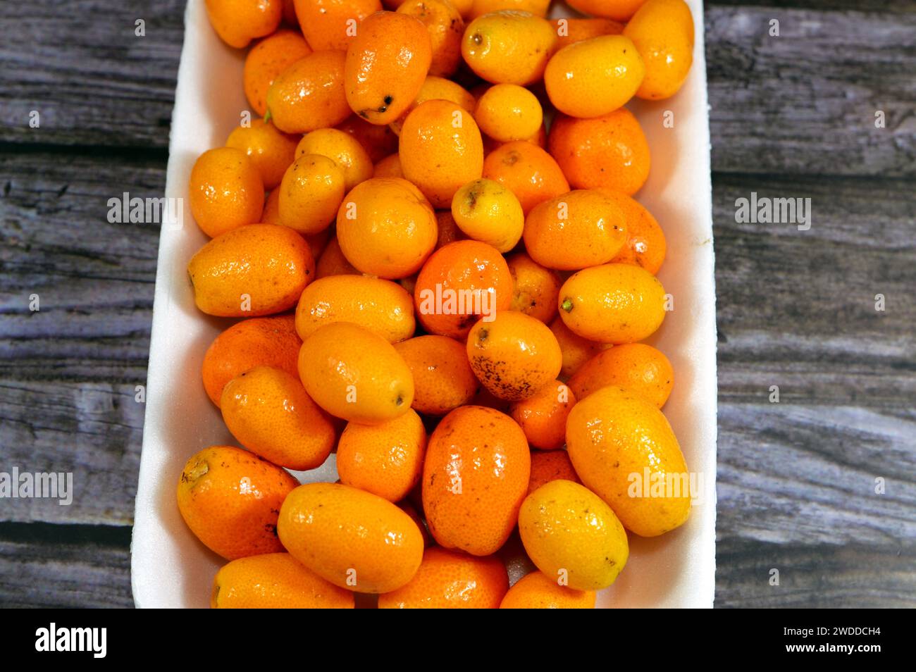Kumquats, cumquats, a group of small, angiosperm, fruit-bearing trees ...