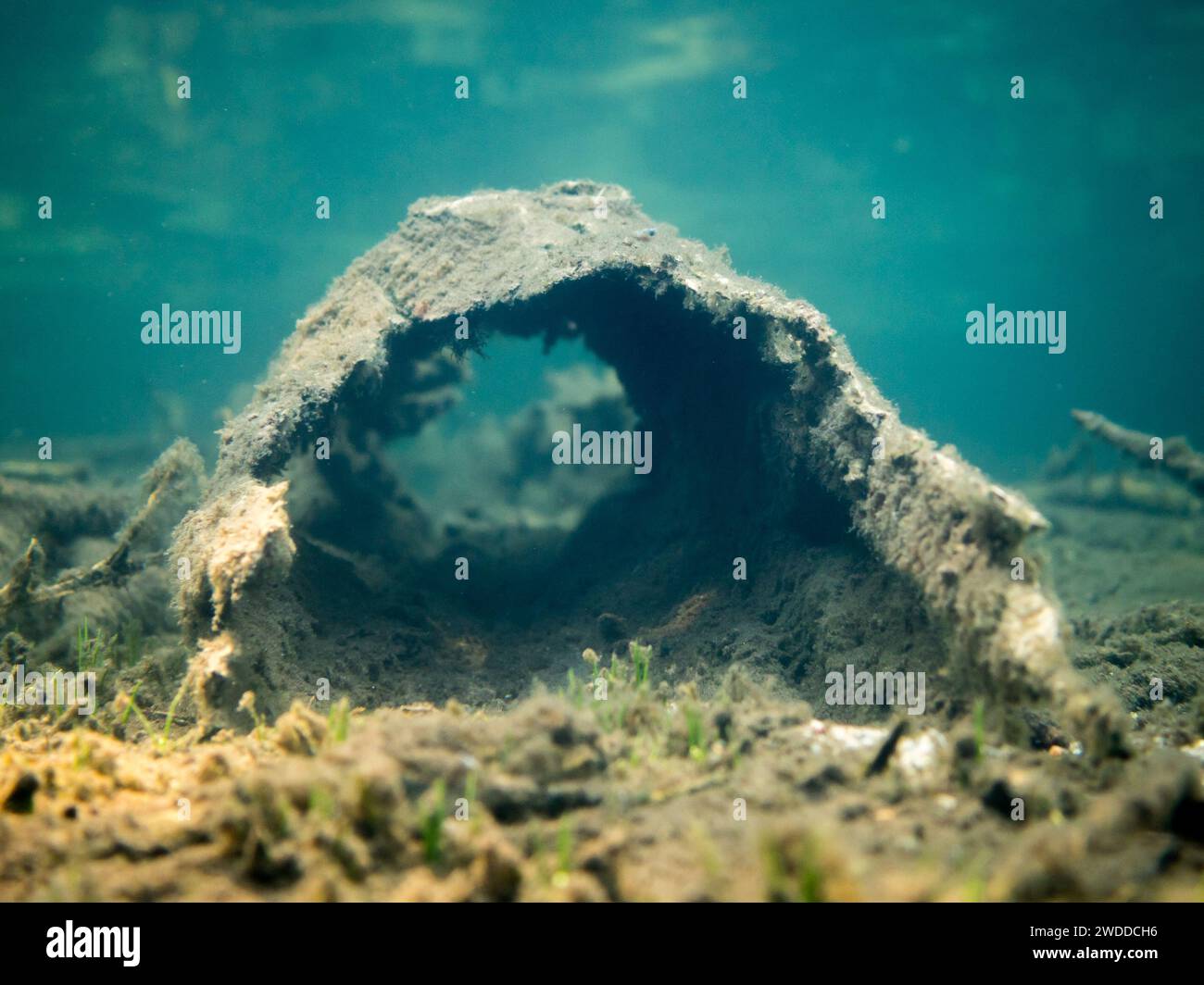 Hollow tree at the bottom hi-res stock photography and images - Alamy