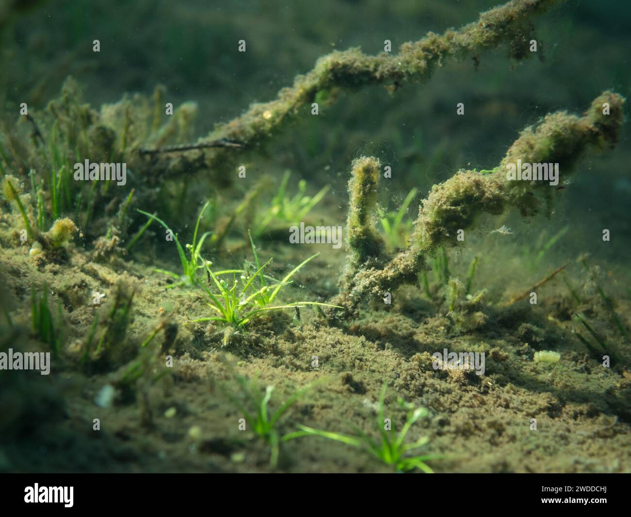 Water awlwort aquatic plant underwater Stock Photo - Alamy
