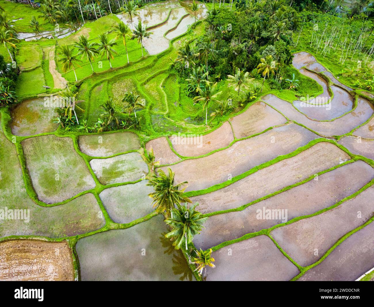 Rice paddy field landscape in Indonesia. Drone image of rice terrace ...