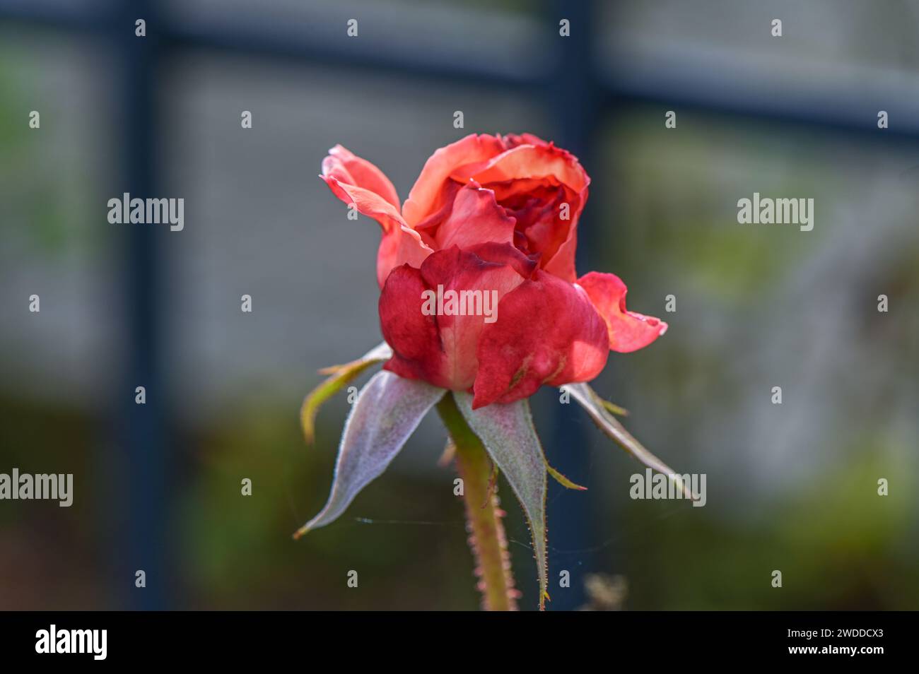 red rose in a village courtyard on the island of Cyprus Stock Photo - Alamy