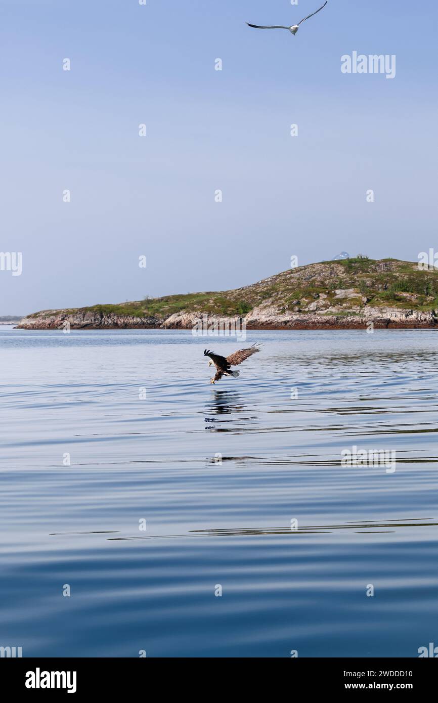A vertical snapshot captures a white-tailed eagle grasping its catch ...