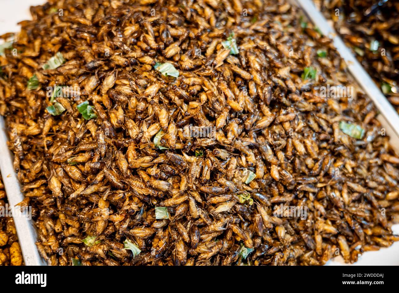 Fried insects, edible insect and bugs at market in Thailand, close-up ...