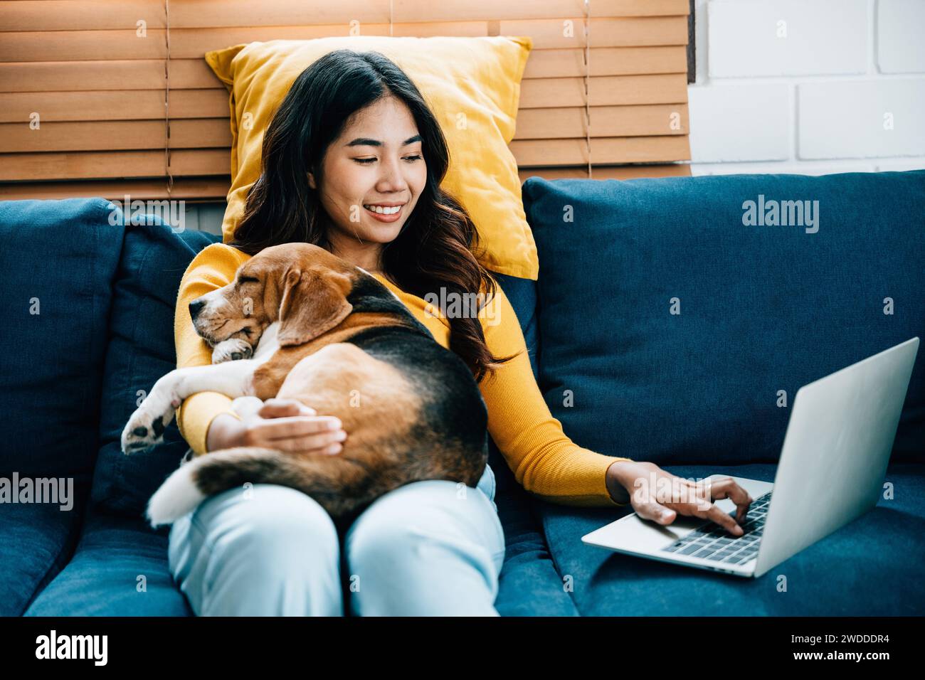 On the sofa at home, a smiling woman works on her laptop as her Beagle dog naps by her side ...