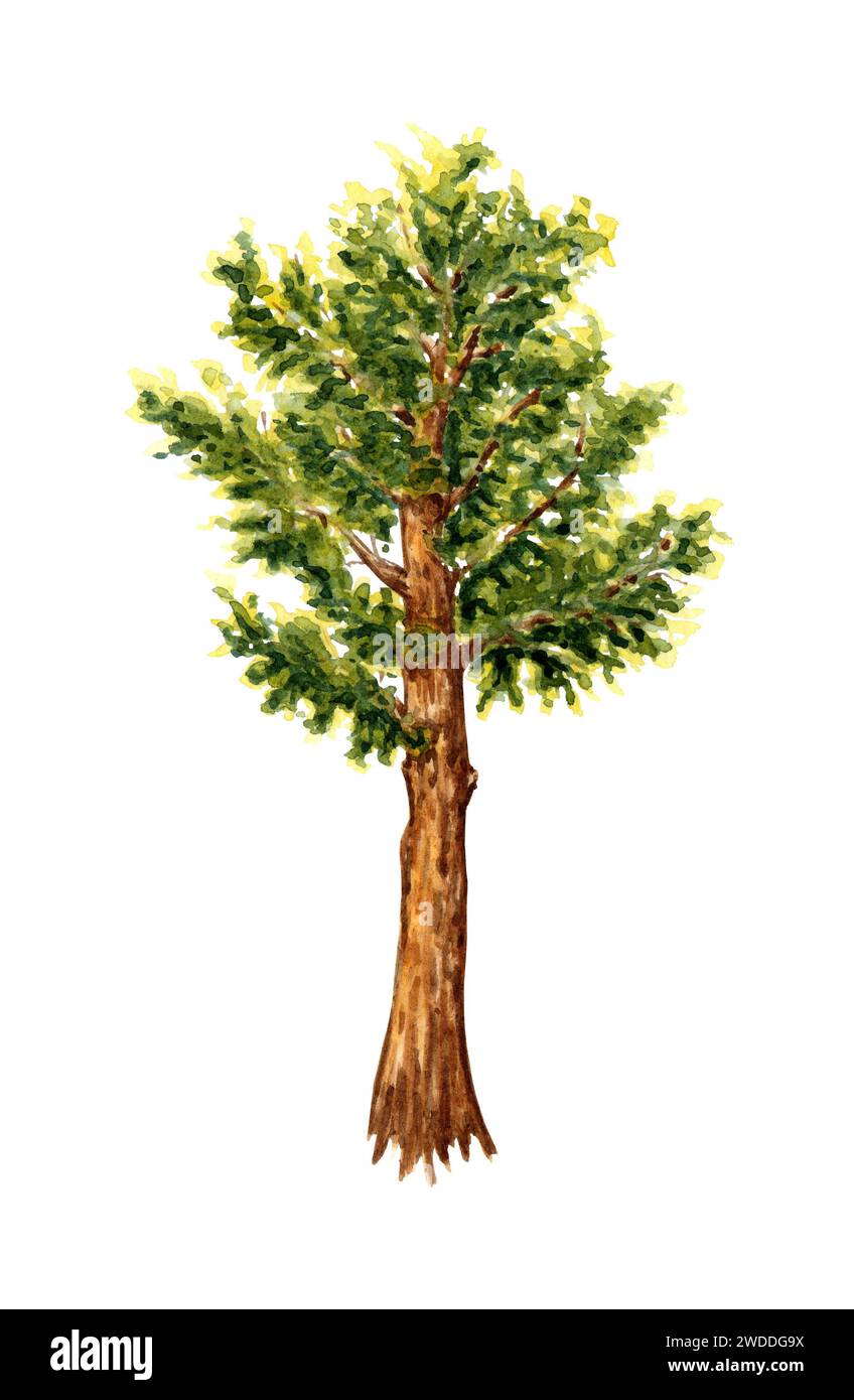 Watercolor illustration of a lush green cedar tree. Forest coniferous ...