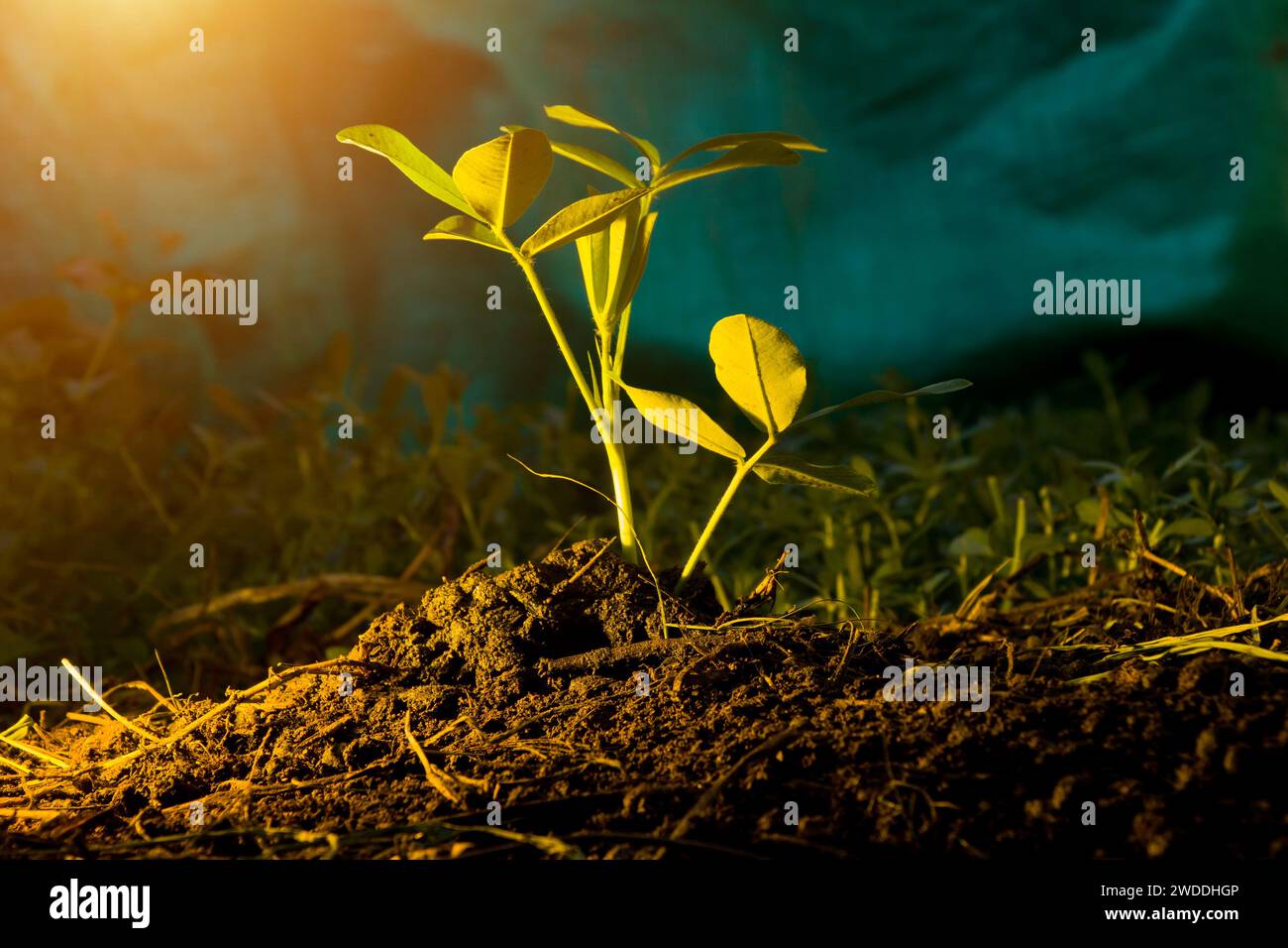 Growing media for shell bean plants with fertilizer outdoors with side ...