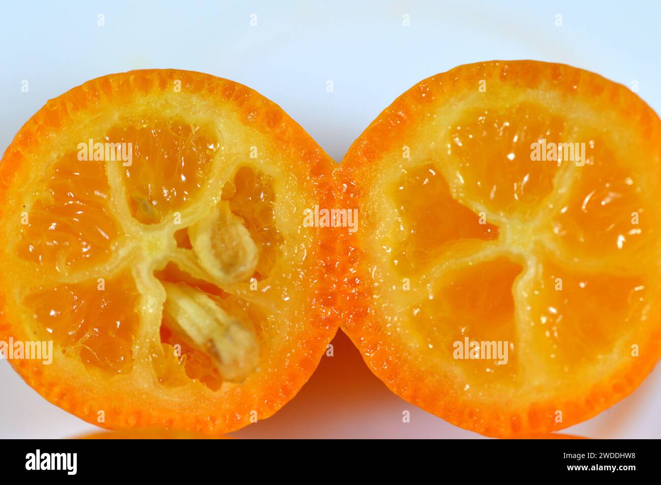 Kumquats, cumquats, a group of small, angiosperm, fruit-bearing trees ...