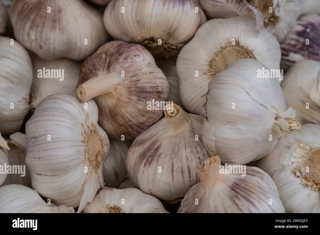A heap of dry garlic bulbs for sale on a market stall Stock Photo - Alamy