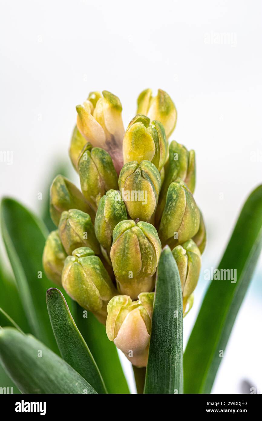 Macro shot of the hyacinth buds on white background Stock Photo - Alamy