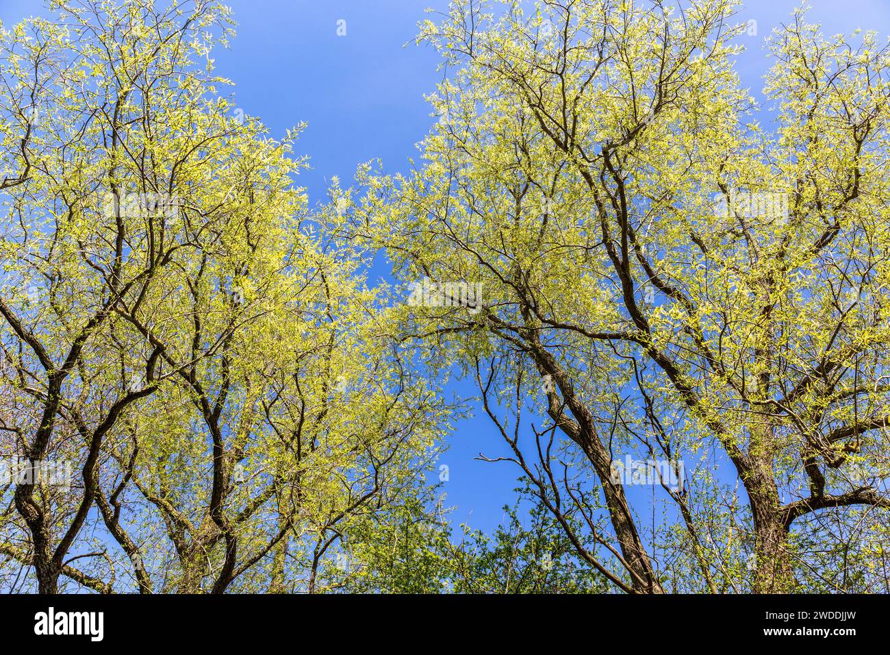 Trees with young spring foliage standing out against the intense blue ...