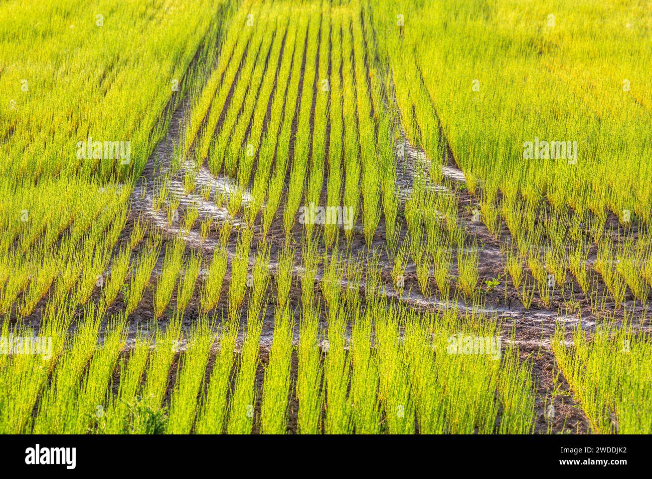 A flax field hi-res stock photography and images - Alamy