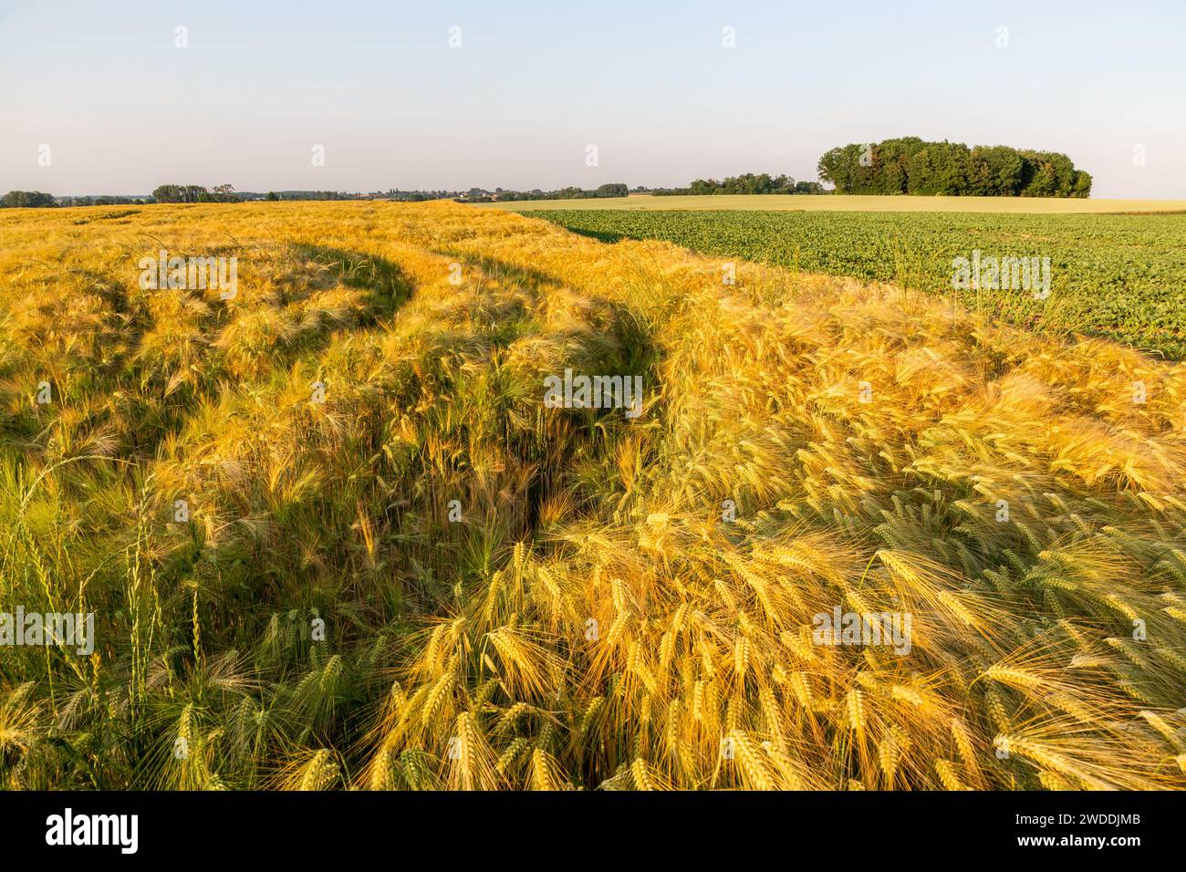 Barley field in the light of a late spring afternoon Stock Photo - Alamy