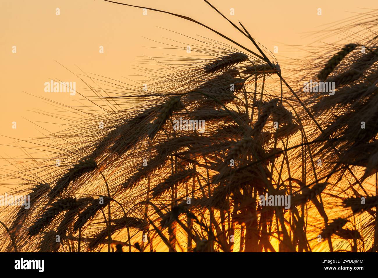 Ears of wheat backlit under a sunset sky Stock Photo - Alamy