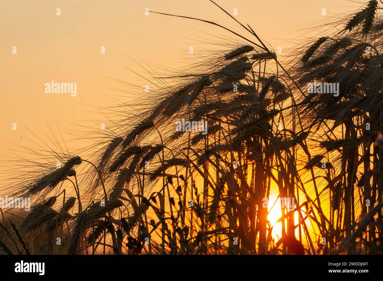 Backlit ears hi-res stock photography and images - Alamy