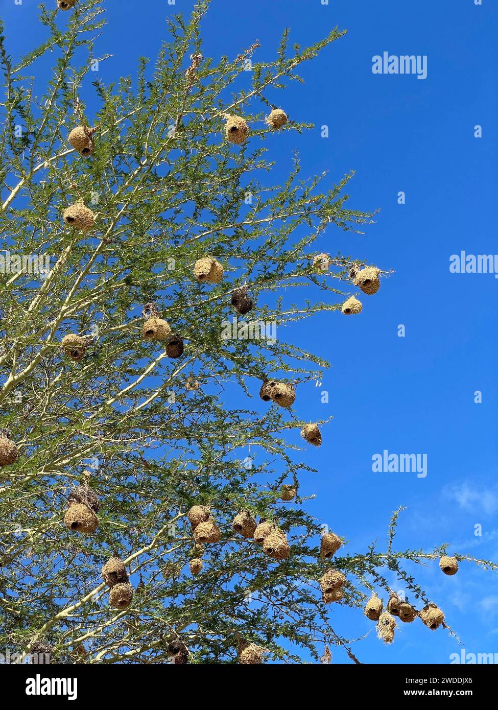 weaver birds nests in a tree in South Africa Stock Photo - Alamy