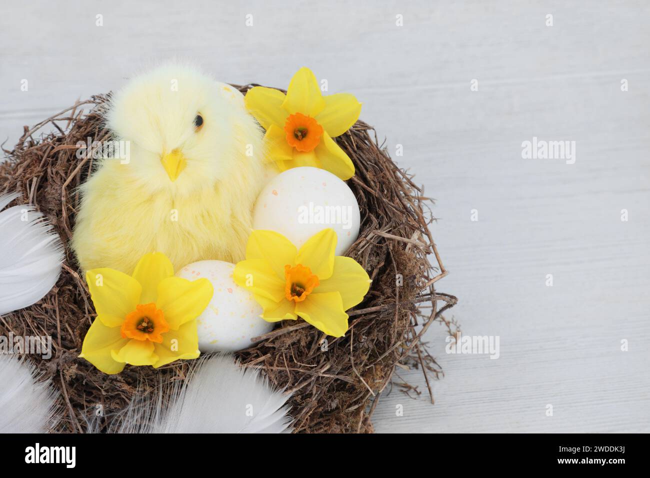 Easter chick in a nest with decorated eggs, yellow narcissus Spring ...