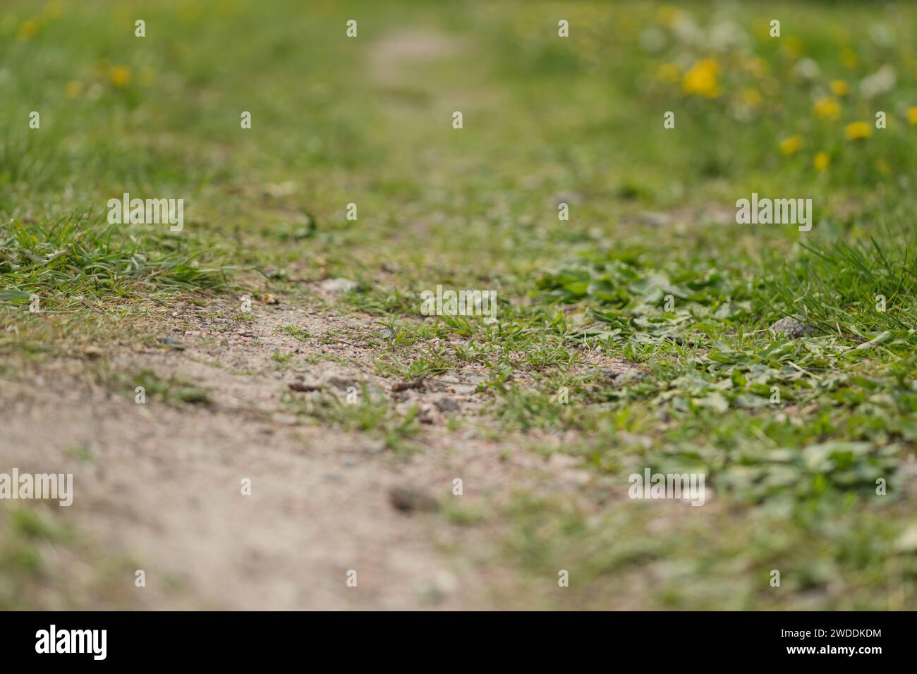 Closeup ground level background of a summer garden, real lens blur ...