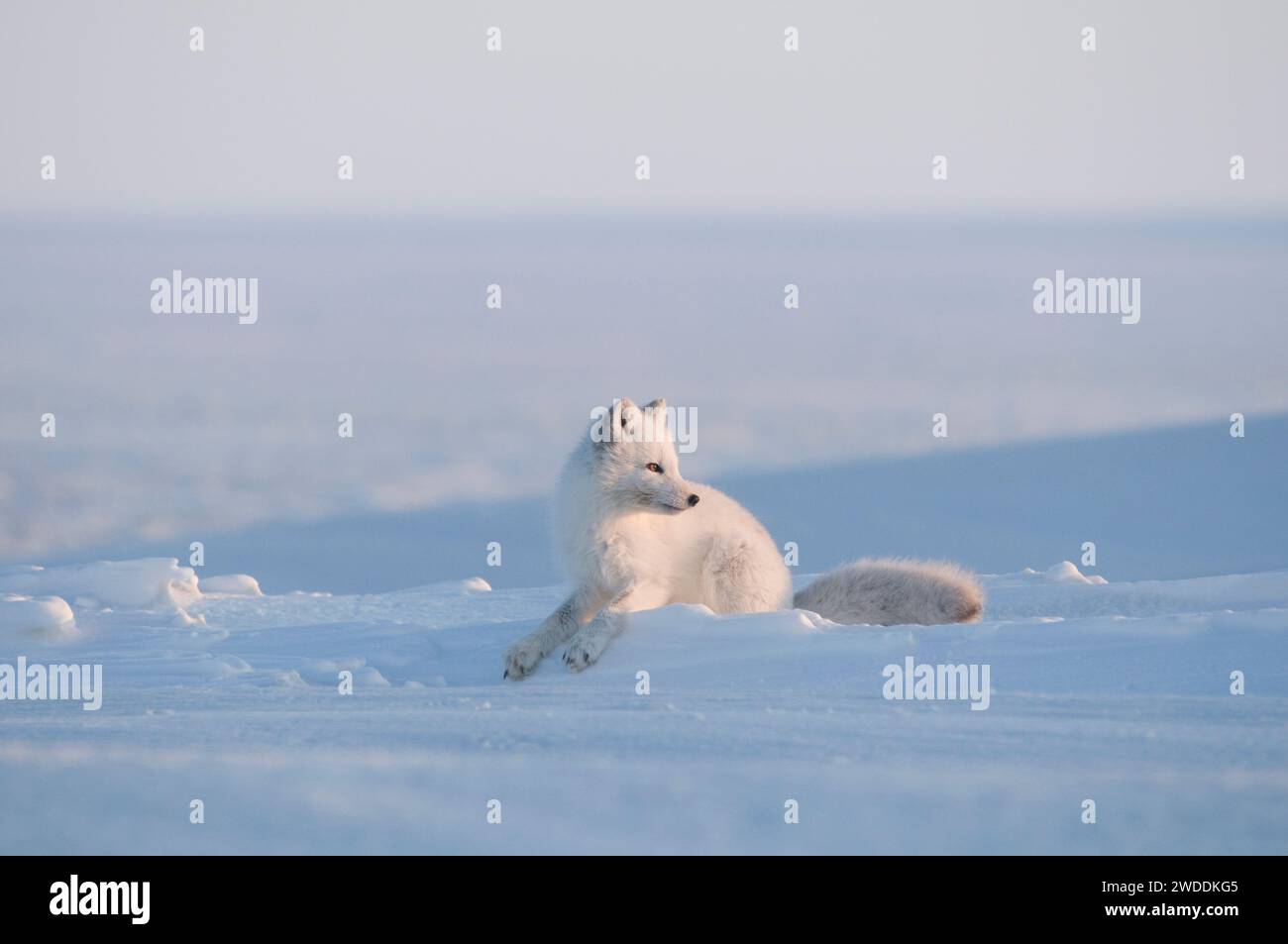 arctic fox Alopex lagopus wakes up and rests in its winter coat on the ...