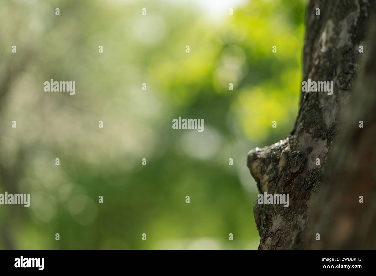 Big apple tree hi-res stock photography and images - Alamy