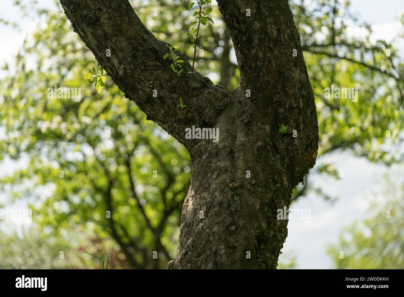 Big apple tree hi-res stock photography and images - Alamy