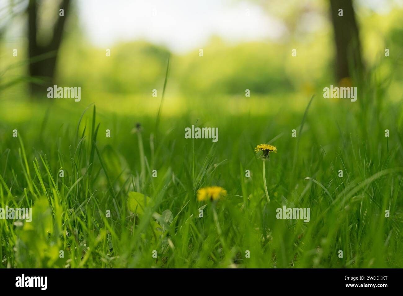 Closeup ground level background of a summer garden, real lens blur ...