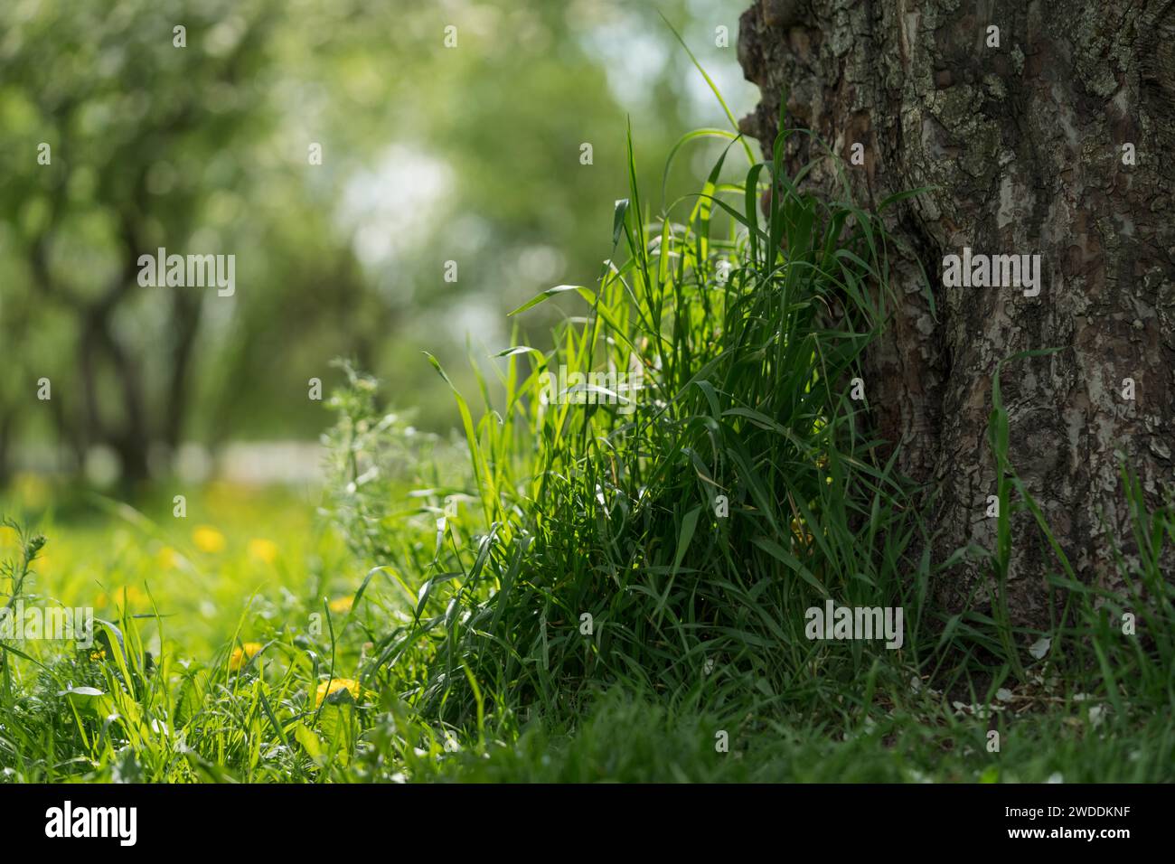 Big apple tree hi-res stock photography and images - Alamy