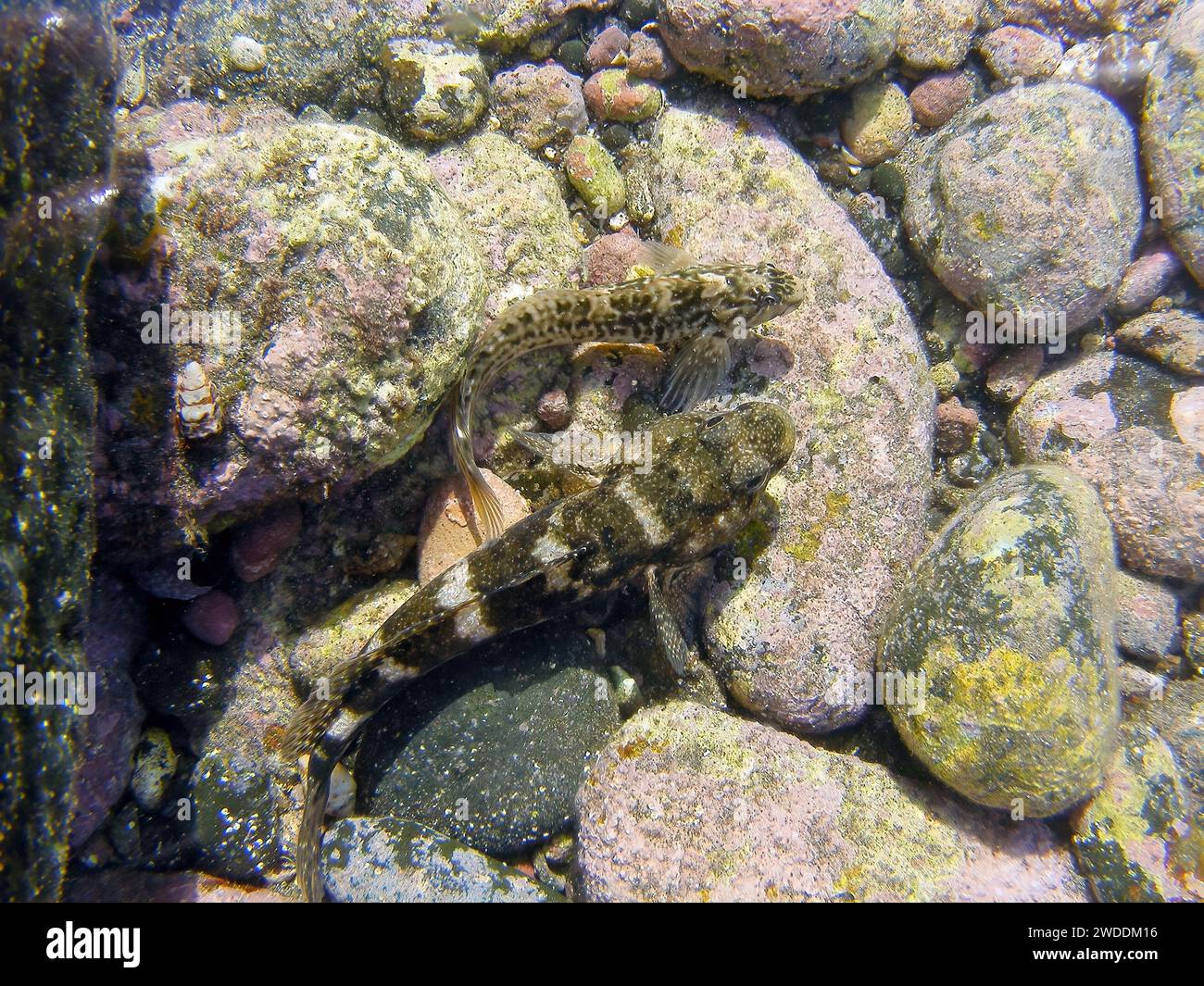 Goby fish rock hi-res stock photography and images - Alamy