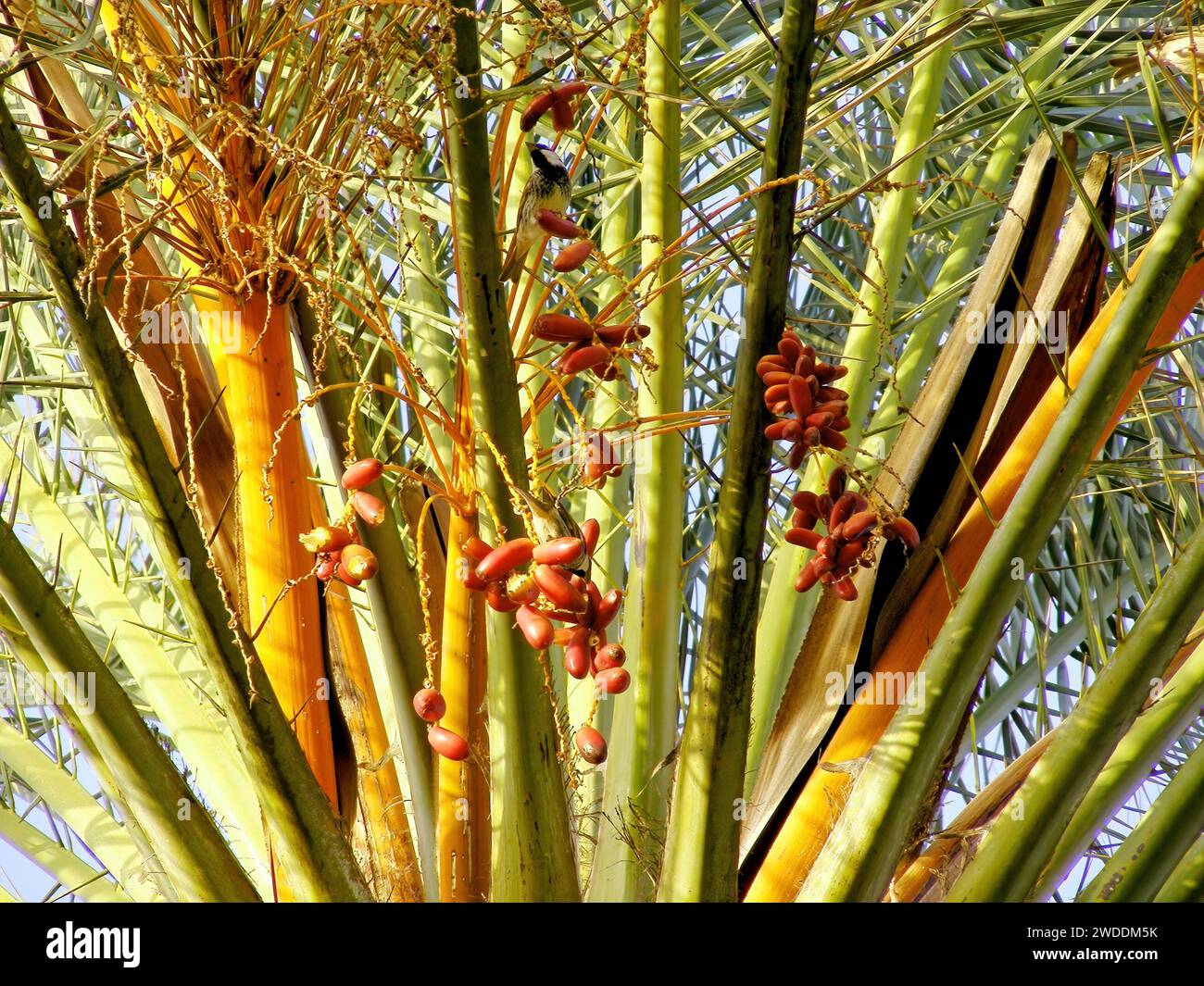 A bird, a sparrow eating dates on a date palm. Canary Islands ...