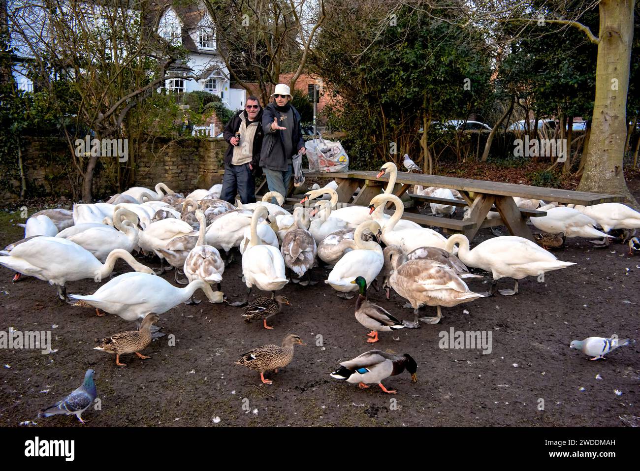 Hand feeding swans. Mute swans (Cygnus olor) gathering on the river ...