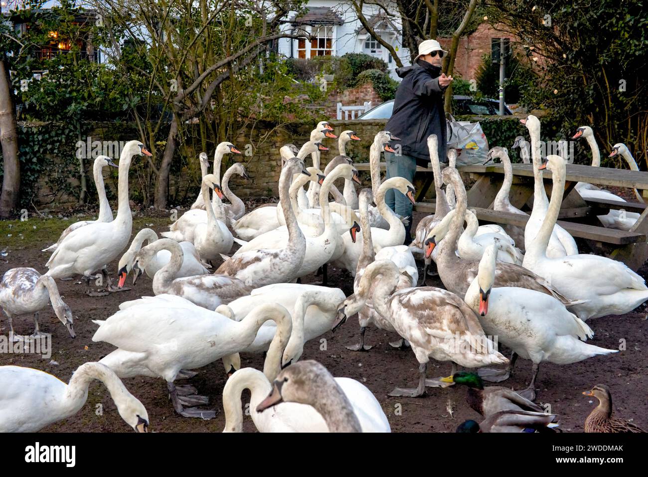 Hand feeding swans. Mute swans (Cygnus olor) gathering on the river ...