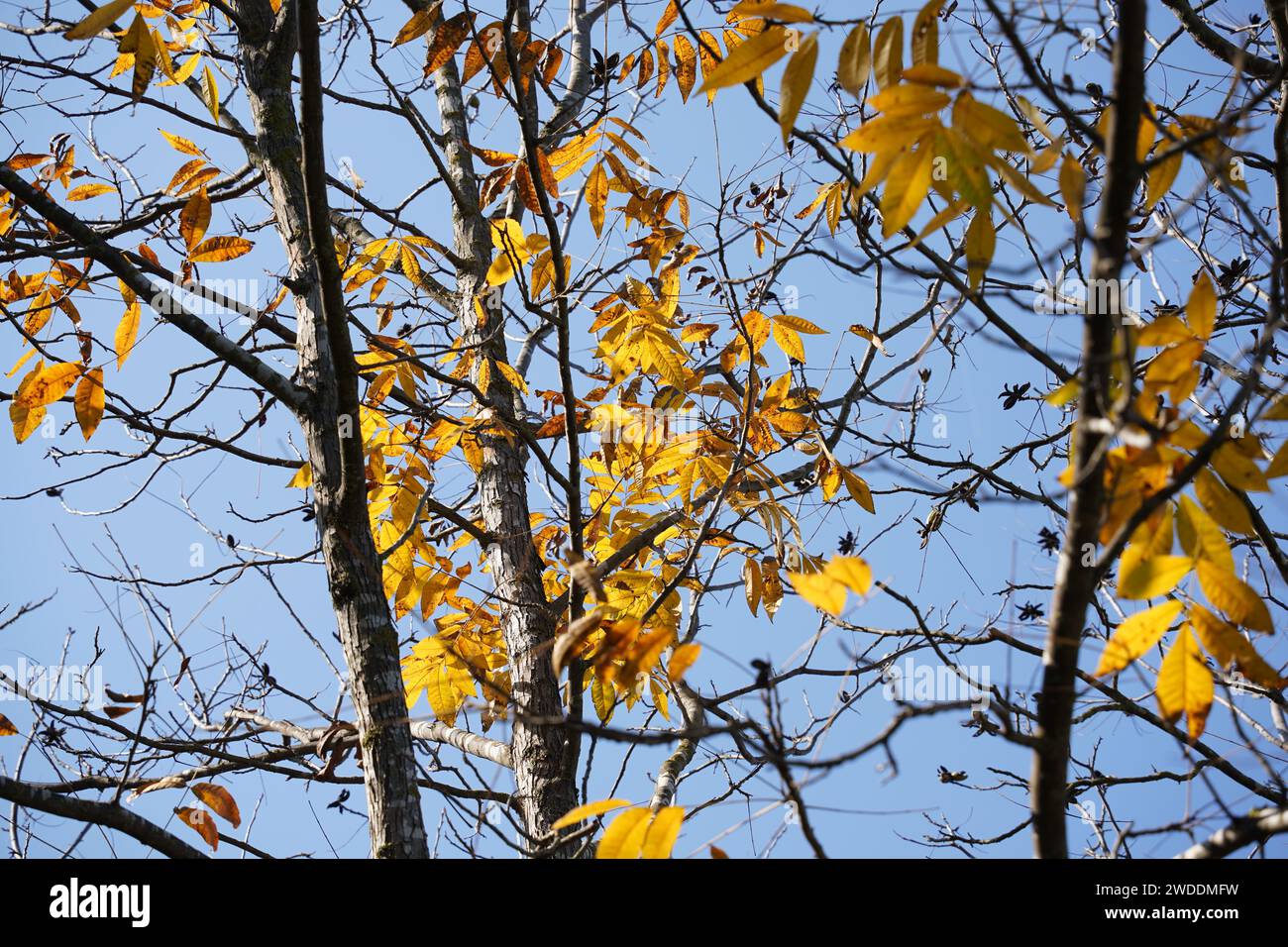 Ailanthus altissima. Tree of Heaven foliage during autumn Stock Photo ...