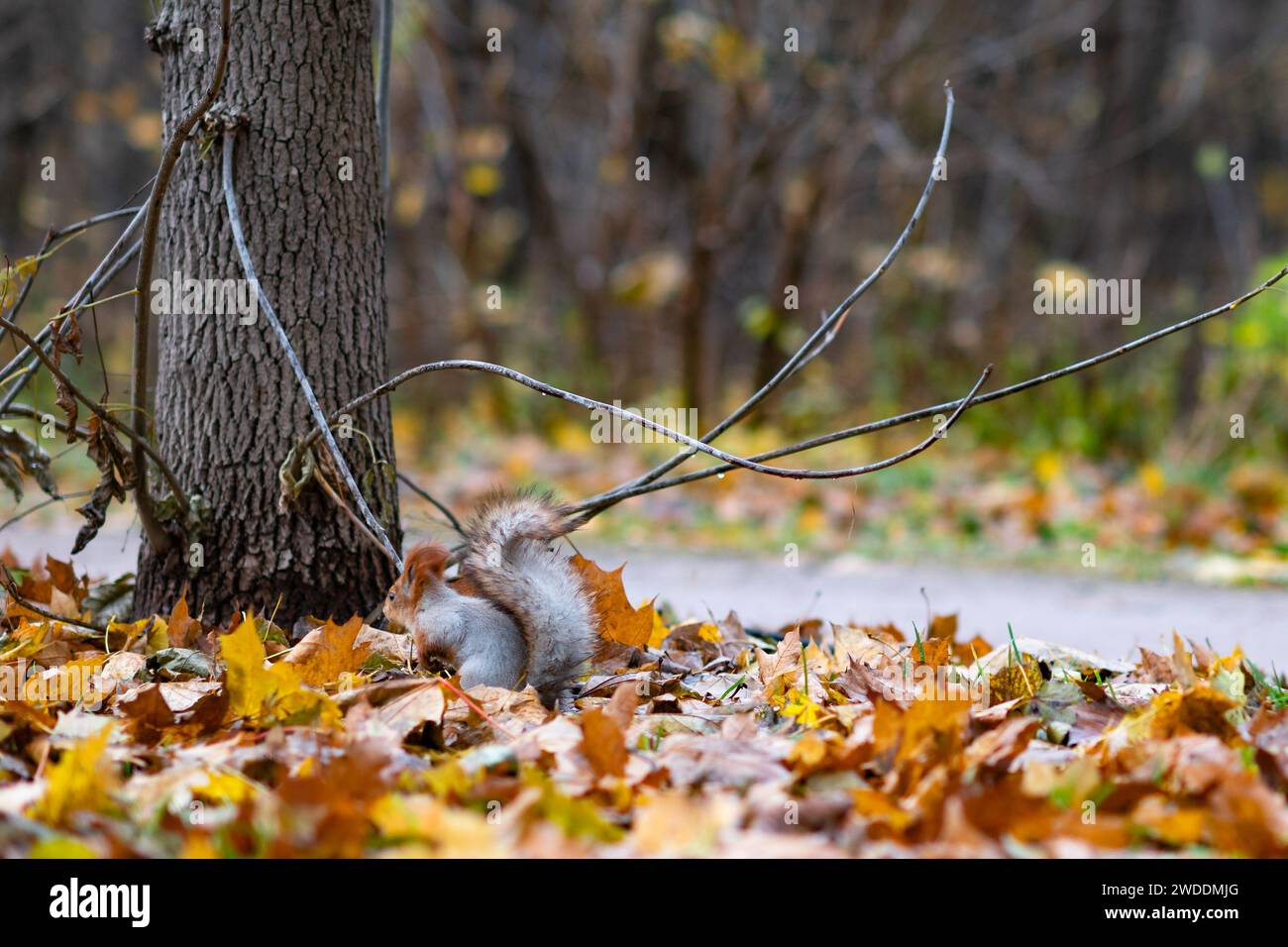 Red squirrel in the autumn forest in its natural habitat . Portrait of ...